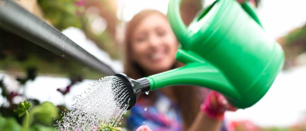 Cuatro maneras de regar las plantas de maceta para que crezcan sanas ...