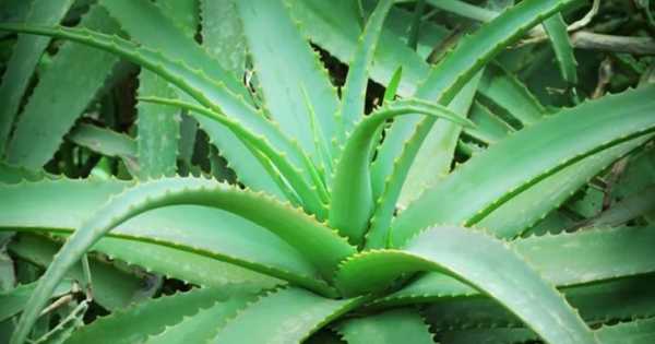 Sábila: propiedades, beneficios y contraindicaciones - Mendoza Post
