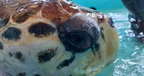 Así vive el tortugo Jorge en su nuevo hogar en Mar del Plata - Mendoza Post