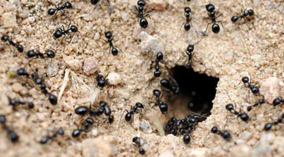 Tres métodos para eliminar hormigueros - Mendoza Post