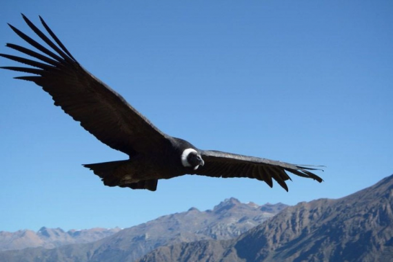 San Luis creará santuarios para cóndores andinos - Mendoza Post