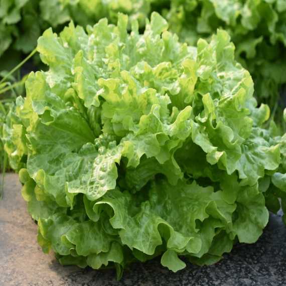 Conocé algunos tipos de lechuga y sus propiedades - Mendoza Post