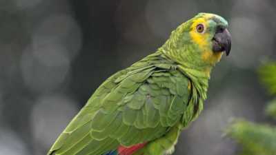 PSITACOSIS: la INFECCIÓN que ya se cobró una vida en MENDOZA - Mendoza Post