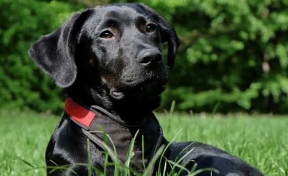 Estas son las 5 razas de perros más ruidosas que existen - Mendoza Post