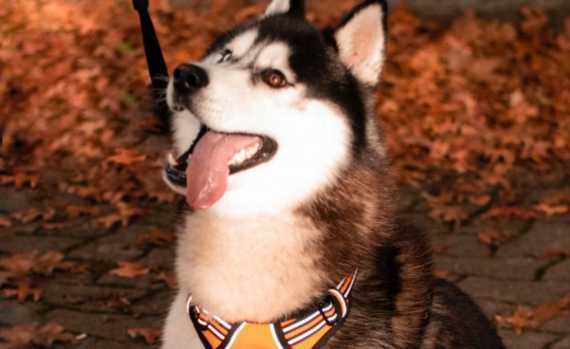 Estas son las 5 razas de perros más ruidosas que existen - Mendoza Post