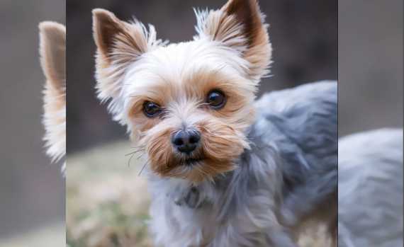 Estas son las 5 razas de perros más ruidosas que existen - Mendoza Post