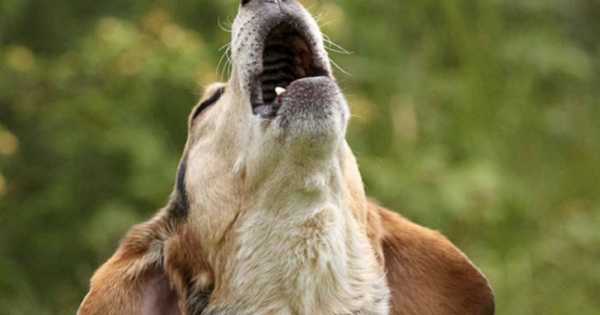 Estas son las 5 razas de perros más ruidosas que existen - Mendoza Post