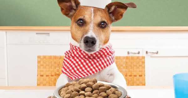 Así podés saber la cantidad exacta de comida que debes darle a tu perro ...