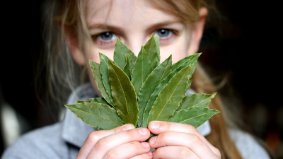Esta es la forma correcta de usar el laurel en la cocina - Mendoza Post