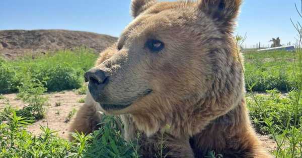 Así disfruta la osa Sorpresa de su vida en un santuario de EE.UU ...
