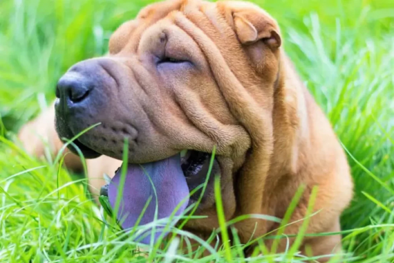 Perros con lengua azul, ¿por qué ocurre esto? - Mendoza Post