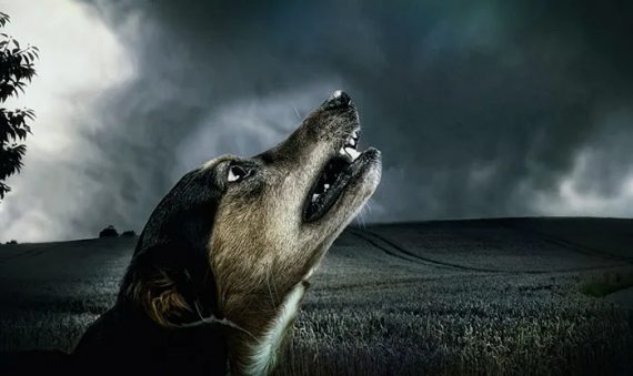 ¿Por qué mi perro ladra en la noche? Causas y soluciones - Mendoza Post