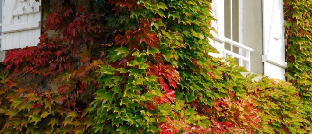 La parra virgen: la trepadora maestra de las superficies lisas ...