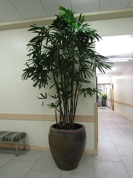 Palmera bambú: elegancia en tu jardín con un cuidado sencillo - Mendoza ...