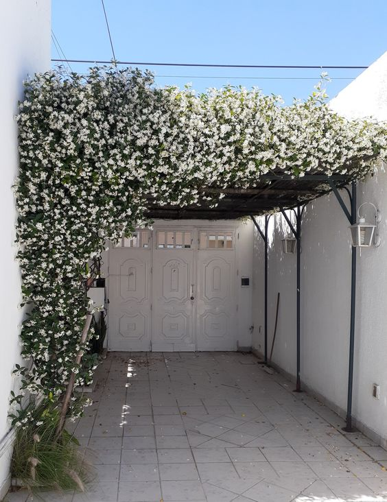 Guía paso a paso para plantar jazmín en tu jardín - Mendoza Post