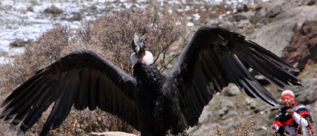 Las fotos de la liberación de un cóndor andino que fue encontrado en ...