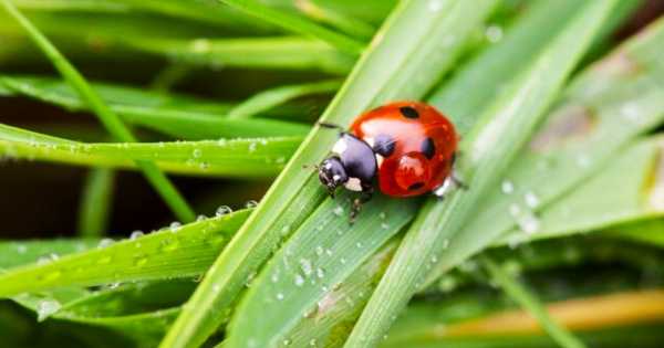 Trucos para atraer insectos aliados de forma natural al jardín - Mendoza Post