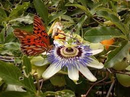 Cómo crear un jardín que atraiga mariposas: plantas y consejos ...