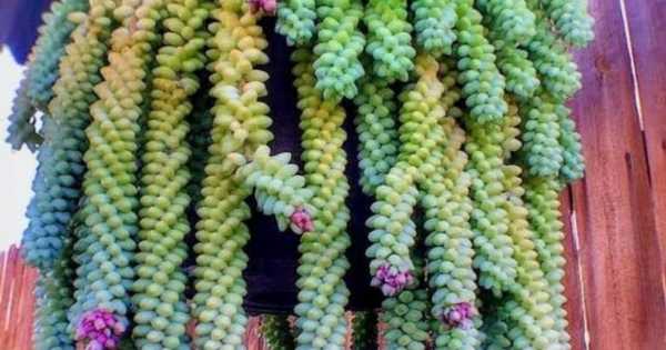 Sedum burrito: cuidados simples para una planta espectacular - Mendoza Post