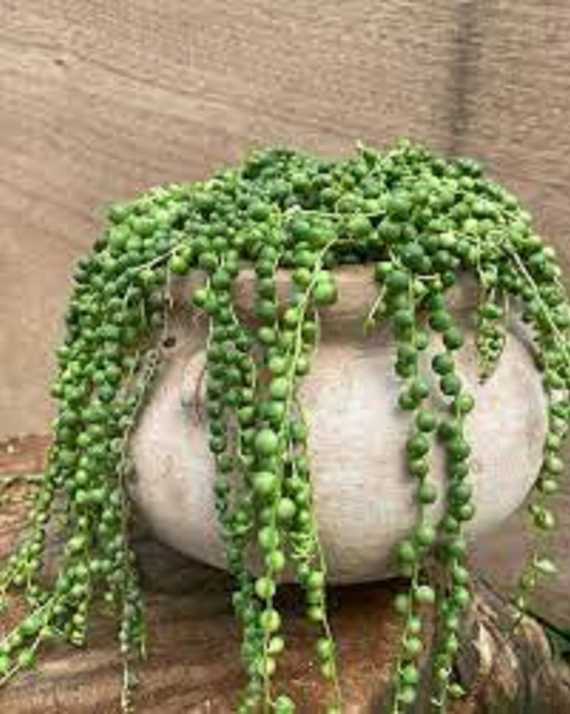 Collar de perlas: cuidados, cultivo y usos de este tesoro vegetal ...