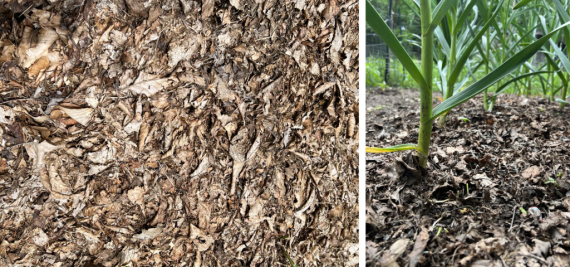 El mantillo: conocé sus tipos, usos y beneficios en jardinería ...