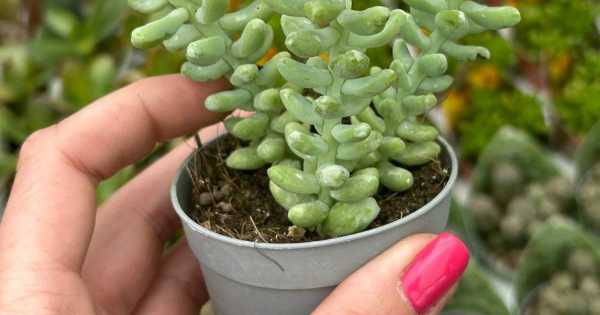 SEDUM BURRITO: los CUIDADOS simples para esta asombrosa planta ...