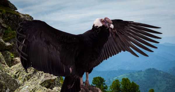 Cumplió 6 meses el pichón de condor andino descubierto en Tupungato ...