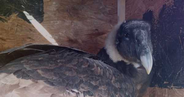 RESCATARON un CÓNDOR HERIDO y lo tratarán en MENDOZA - Mendoza Post