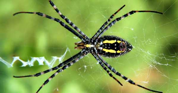 ¿Por qué aumenta la población de arañas en zonas urbanas? - Mendoza Post
