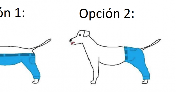 ¿Cómo debería usar un perro un pantalón? - Mendoza Post
