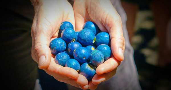 ¿Qué son los alimentos "azules" y por qué son tan raros en la ...