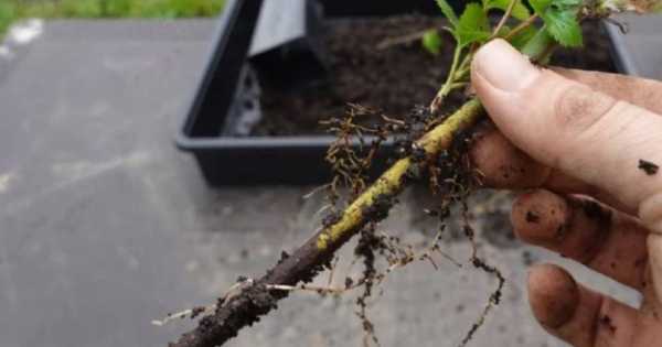 Los mejores ENRAIZADORES CASEROS para PROPAGAR tus PLANTAS - Mendoza Post