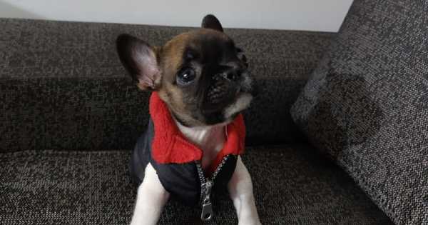 Aron: la emotiva historia del pequeño gigante rescatado por una familia - Mendoza Post