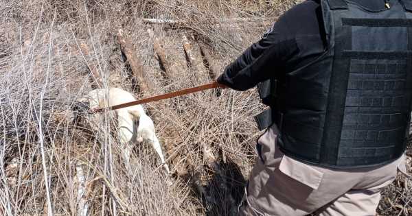 Fito, el perro de la Policía, logró resolver el robo a una bodega de ...