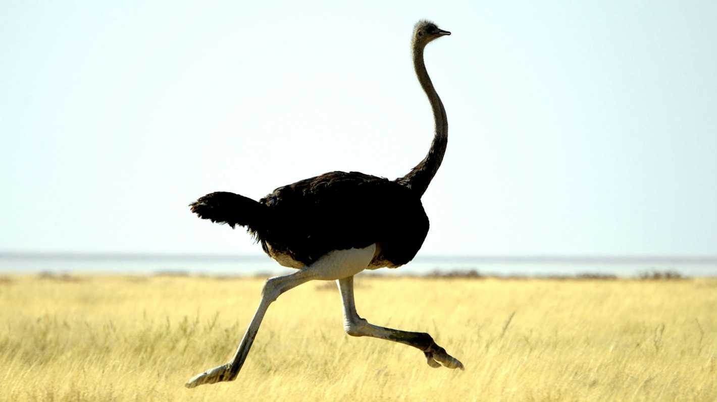 Clavo PRECICE - (alargamiento de huesos para ganar estatura) - España ...
