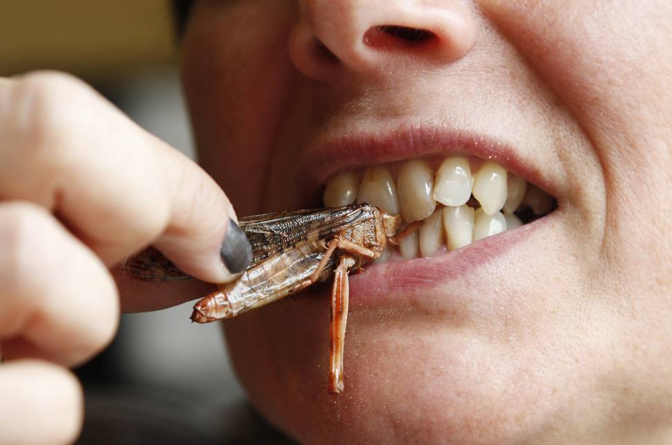 Comer bichos: la nueva dieta de los deportistas - Mendoza Post