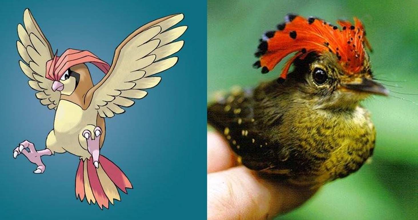 10 pokemon que existen en la vida real - Mendoza Post