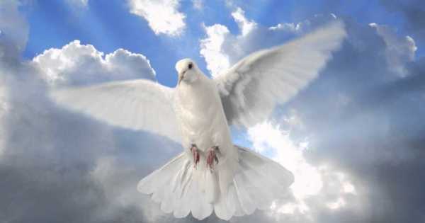 ¿Por qué la paloma es símbolo universal de la Paz? - Sucesos - Mendoza Post