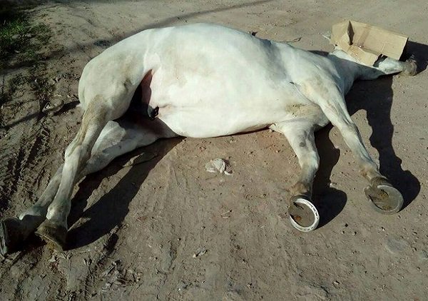 Repudian la peregrinación que mata caballos - Mendoza Post